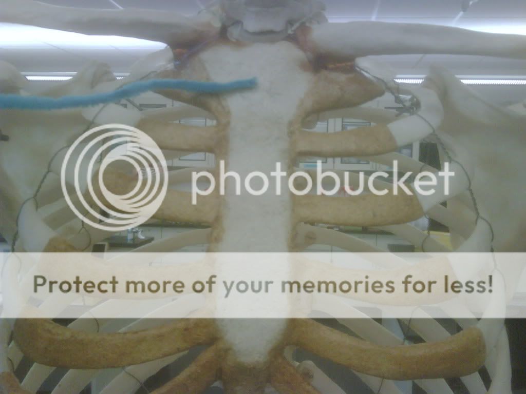 Manubrium - JungleKey.fr Image #50