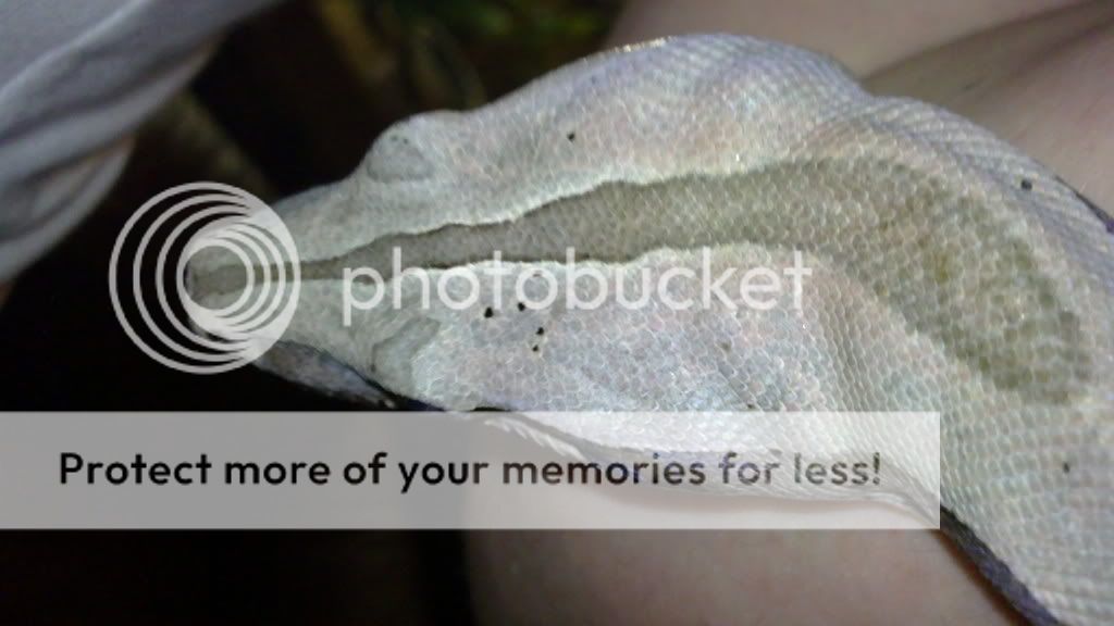 difference between bcc or bci | Reptile Forums