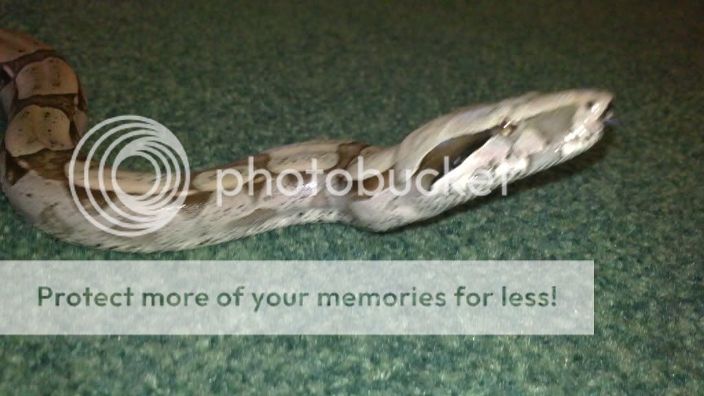 difference between bcc or bci | Reptile Forums