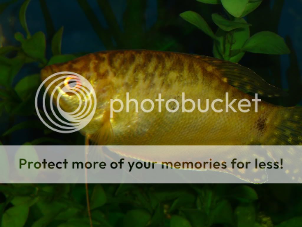 Gouramie Members Inventory. | Fish Forum